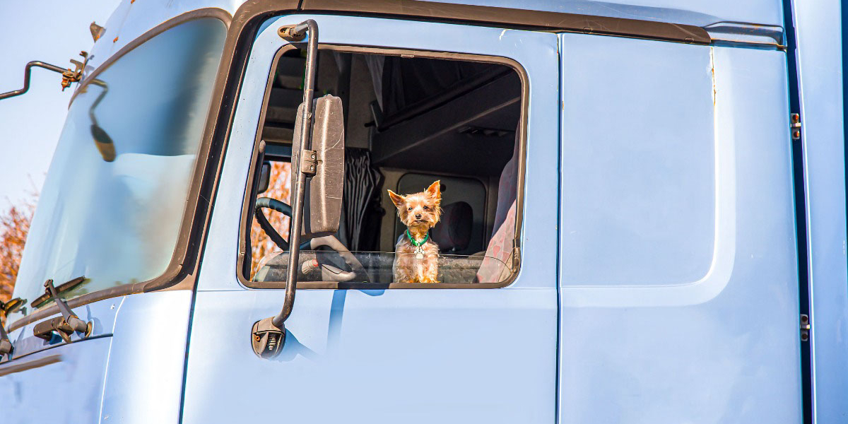 Top 8 Dog Breeds that are Perfect for Sharing the Cab - Commercial ...