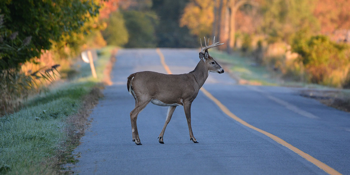 What To Do If You Hit A Deer With Your Company Vehicle - Commercial ...